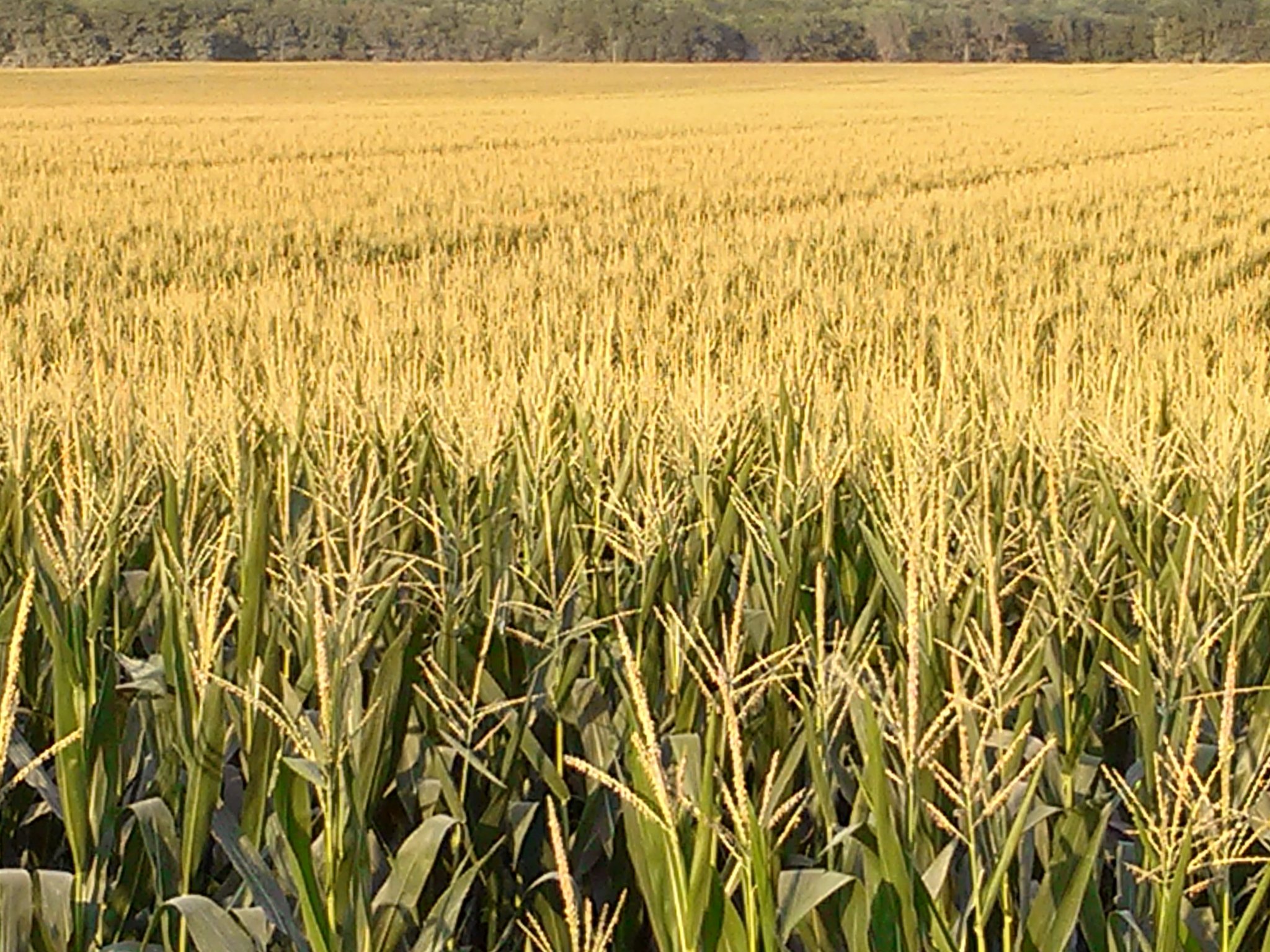 Corn, Crops And Climate Change | Blog For Iowa
